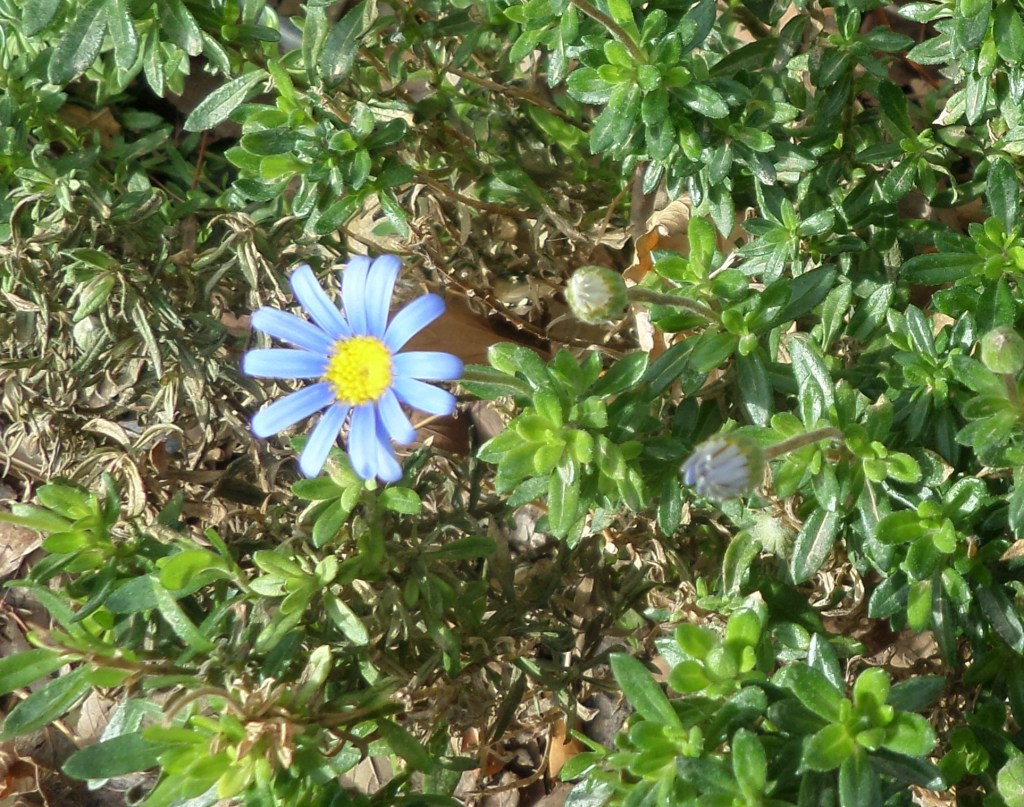 Margarita azul (Felicia amelloides) – Flora ornamental y biodiversidad ...