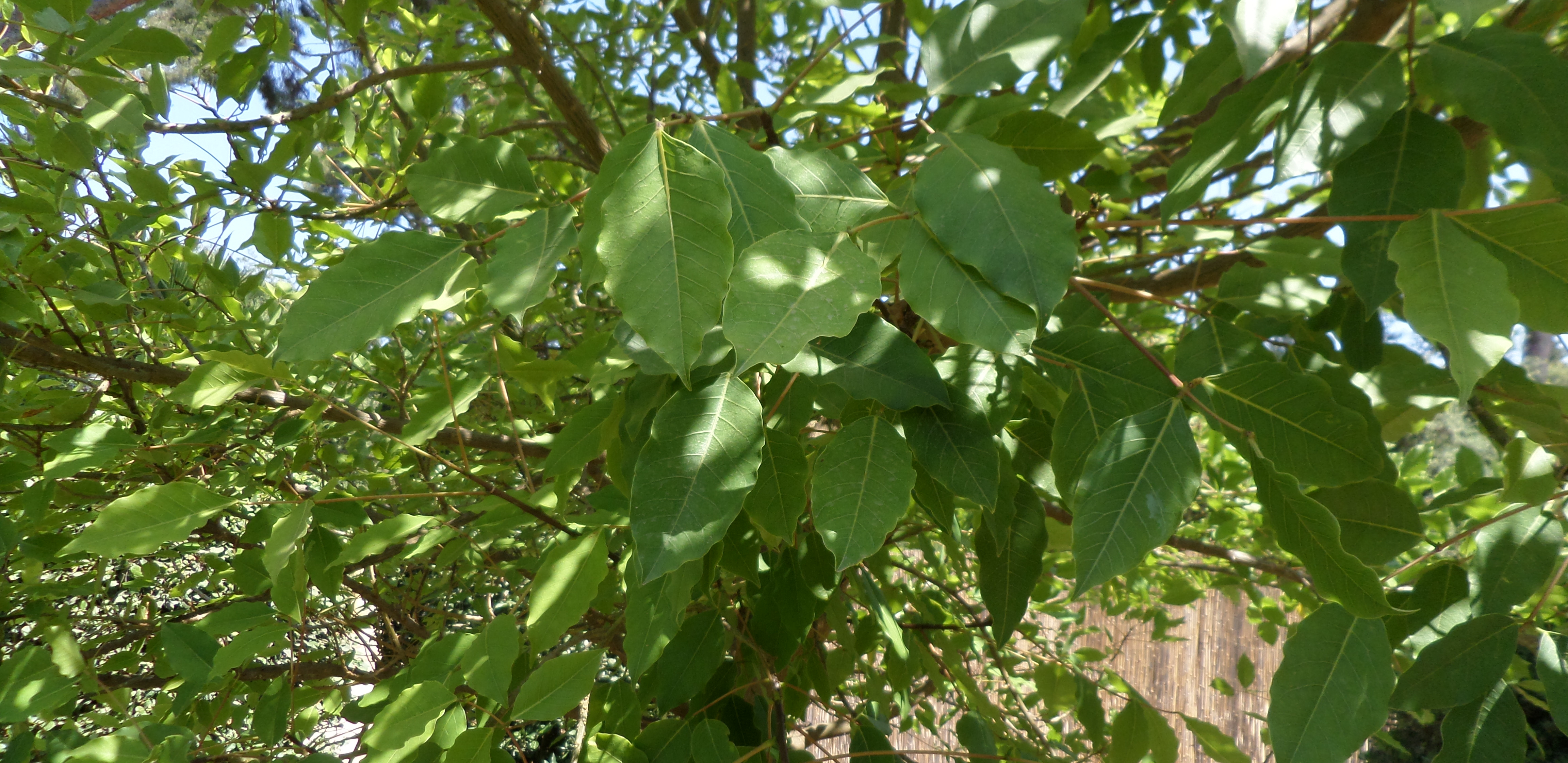 Flora de los jardines del Palau de Pedralbes 11: Árboles (3). Árbol del ...