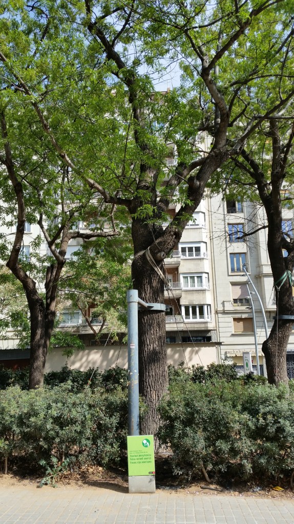 Fresno rojo americano (Fraxinus pennsylvanica) – Flora ornamental y ...