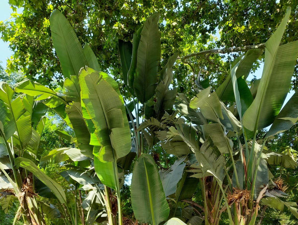 SUDS y especies vegetales de interés en el barrio del Bon Pastor (3 ...