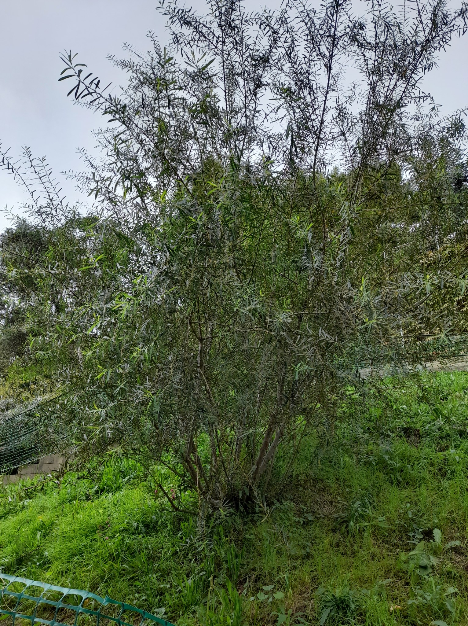 Acacia azulada (Acacia saligna) – Flora ornamental y biodiversidad de ...