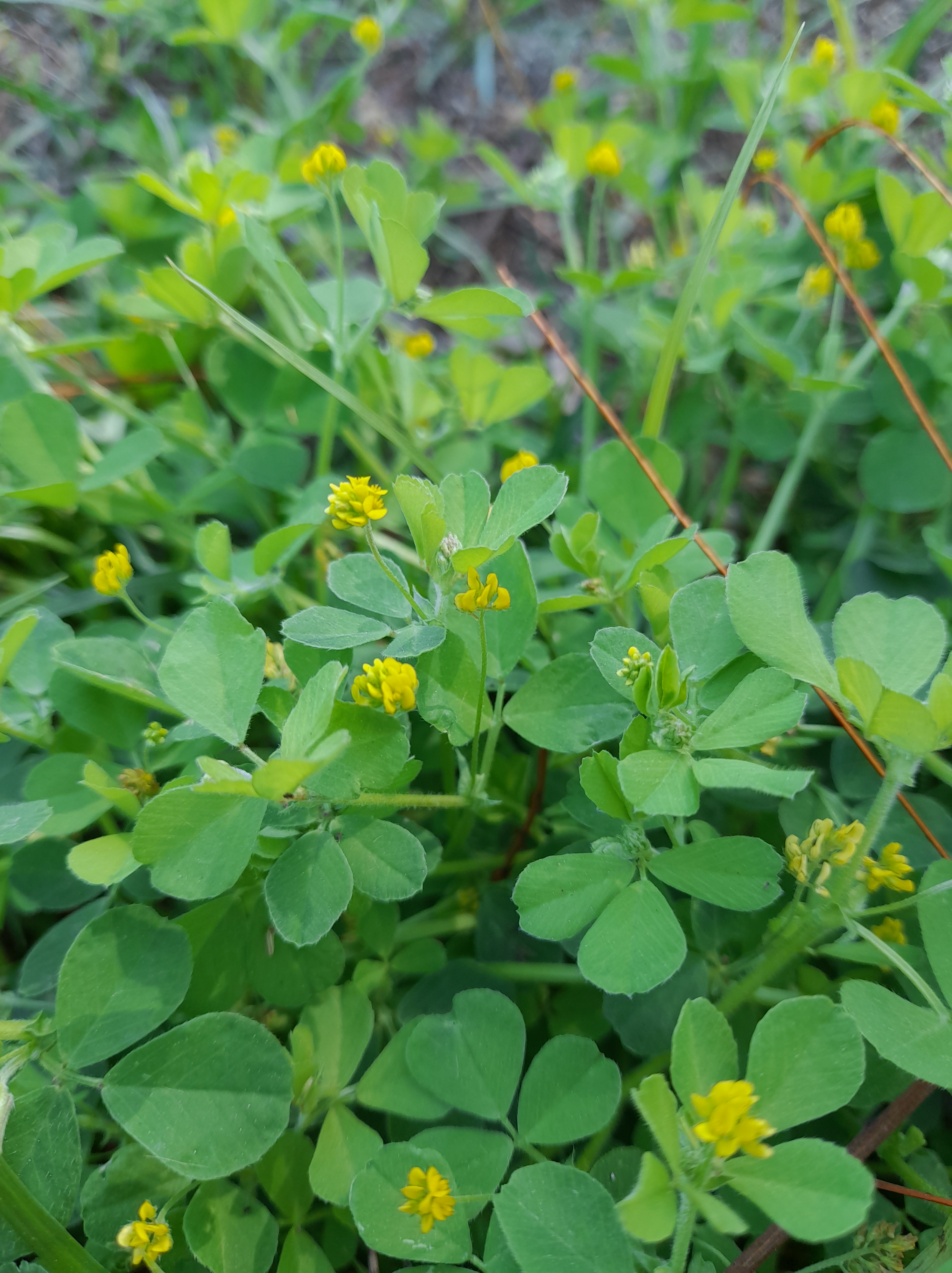 Flora urbana y biodiversidad en la calle Foc (4): carretones (Medicago ...